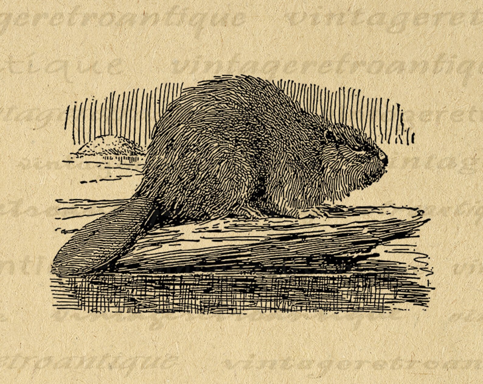 Canadian Beaver Digital Image Antique Illustration Graphic Download ...