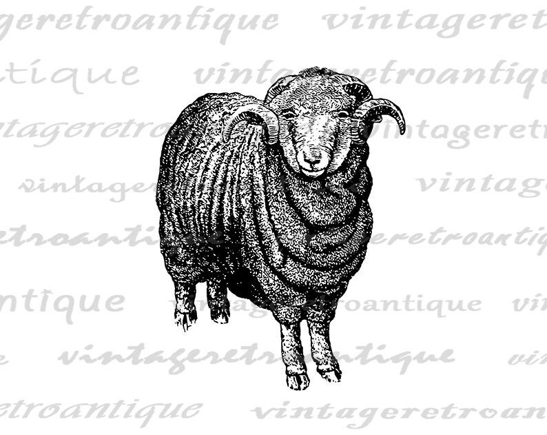 Printable Graphic Merino Sheep Digital Download Image Antique - Etsy