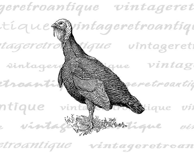 Wild Turkey Graphic Digital Printable Thanksgiving Animal - Etsy