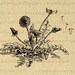 Dandelions Digital Image Download Vintage Flower Illustration Artwork ...