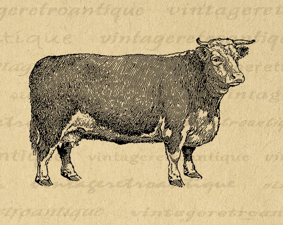 Printable Cow Digital Image Graphic Farm Animal Illustration Artwork ...