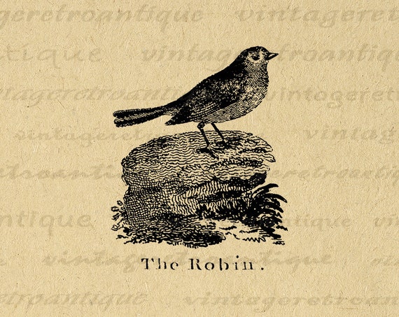Printable Robin Digital Image Graphic Old Fashioned Antique - Etsy