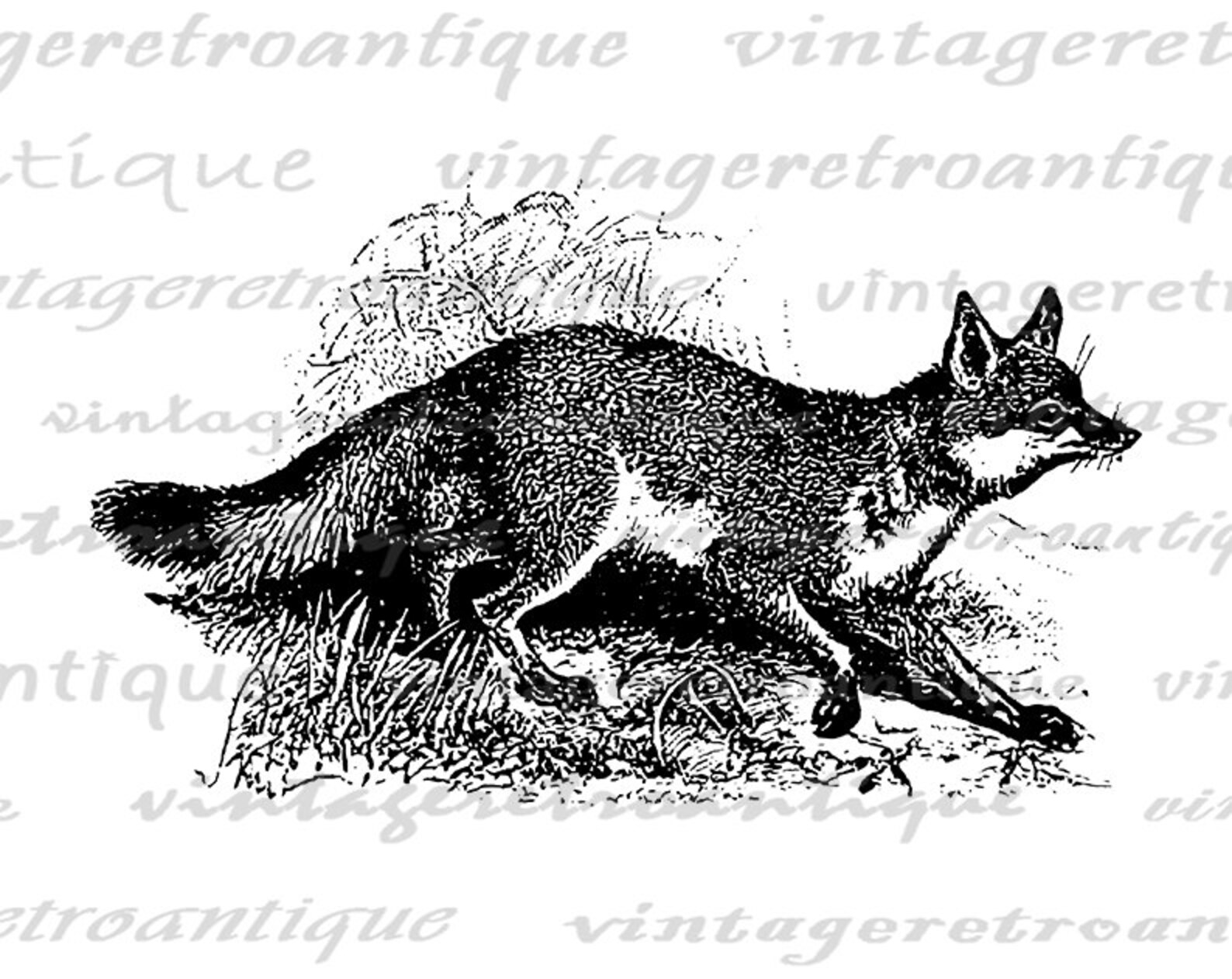 Gray Fox Digital Image Printable Vintage Fox Illustration Download ...