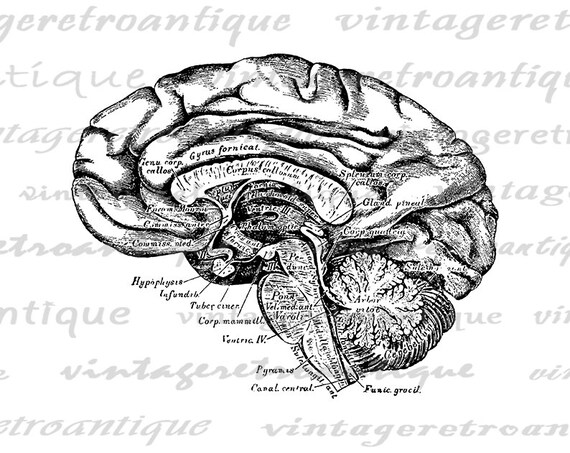 Partes De La Seccin Transversal Del Cerebro
