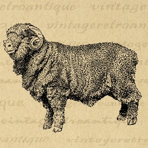 Printable Graphic Merino Ram Sheep Image Illustration Digital Farm ...
