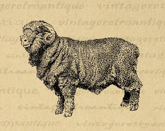 Printable Graphic Merino Ram Sheep Image Illustration Digital | Etsy