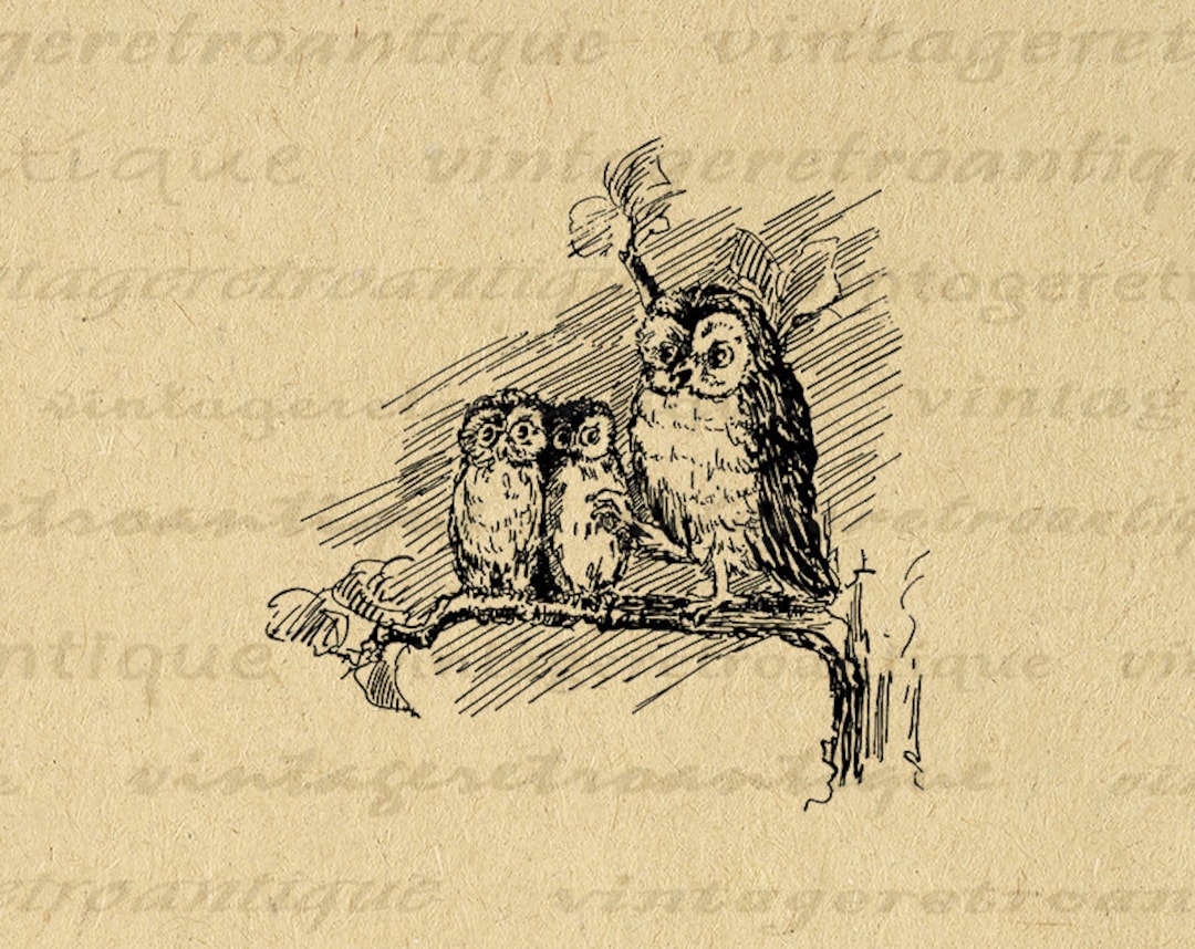 Printable Three Owls Digital Image Owl Bird Download Graphic ...