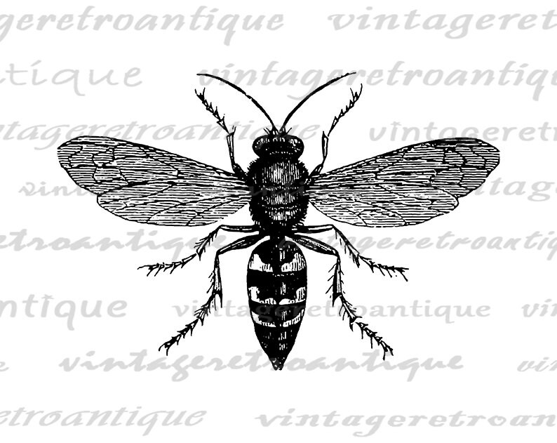 Printable Digital Wasp Bee Graphic Illustration Image Download - Etsy