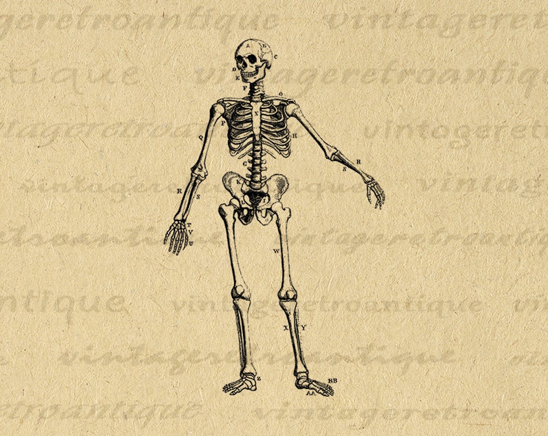Skeleton Diagram Image Graphic Download Printable Digital Artwork ...