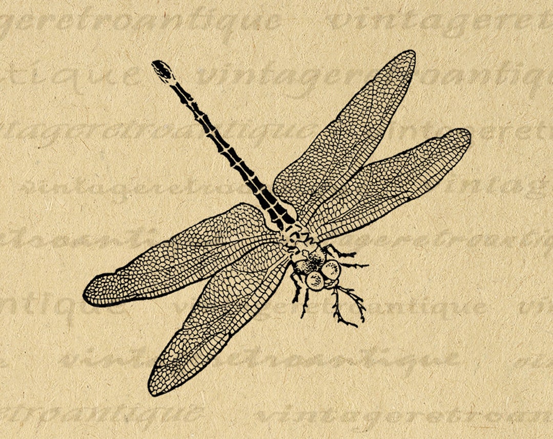 Digital Graphic Antique Dragonfly Printable Image Download Vintage ...