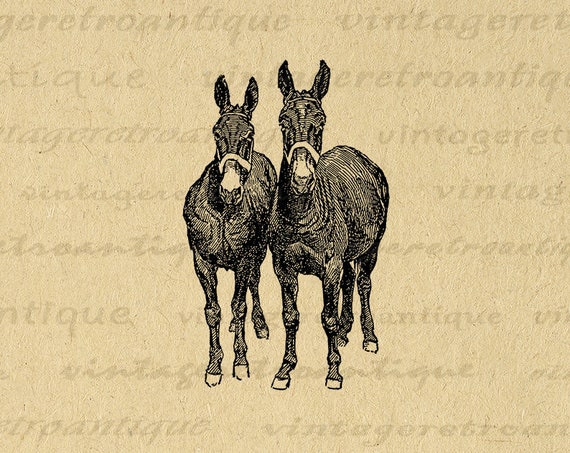 Clipart Donkeys Mules And Horses