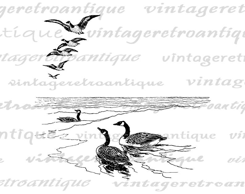 Geese Birds Digital Image Graphic Goose Download Printable - Etsy