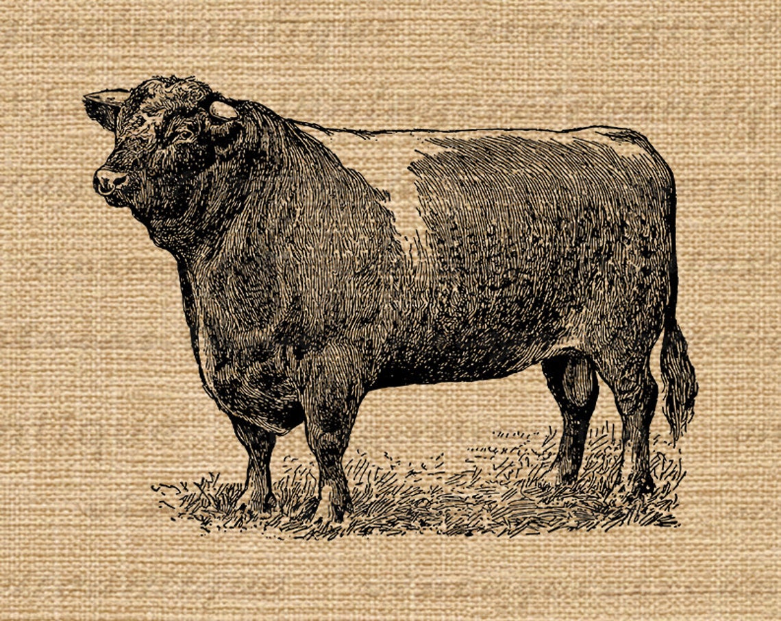 Printable Bull Graphic Download Antique Cow Bull Digital Image | Etsy