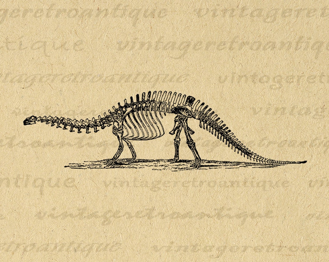 Brontosaurus Dinosaur Skeleton Printable Digital Graphic Image Download ...