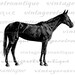 Printable Digital Antique Horse Graphic Illustration Image - Etsy