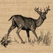 Deer Digital Image Printable Antique Animal Illustration Graphic ...