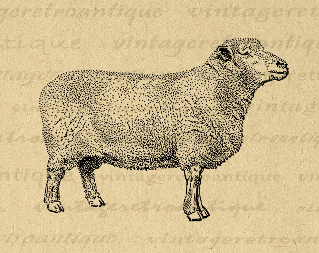Printable Sheep Illustration Sheep Digital Image Illustration Graphic ...