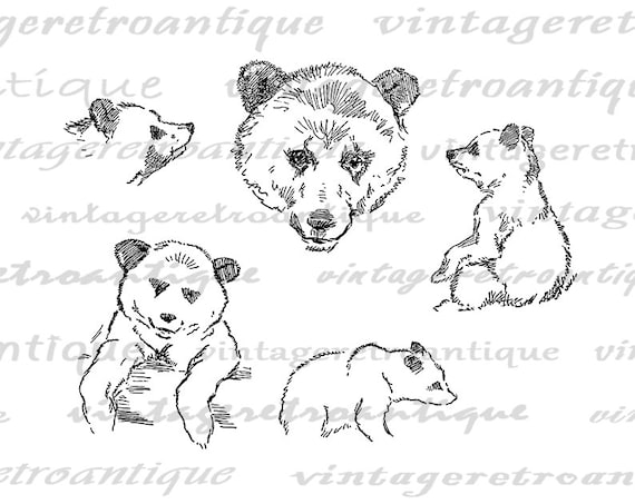 Bear Cub Outline Drawing