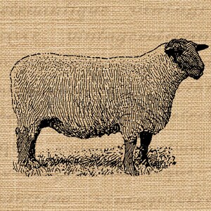 Suffolk Down Sheep Printable Digital Image Illustration Graphic ...