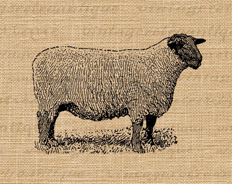 Suffolk Down Sheep Printable Digital Image Illustration - Etsy Australia