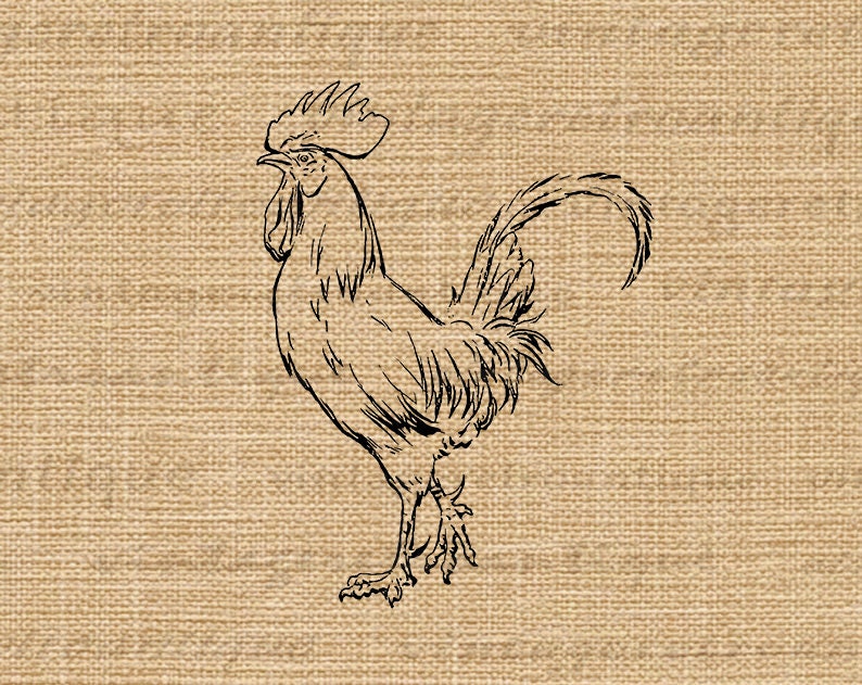 Printable Rooster Graphic Image Farm Animal Chicken Illustration ...