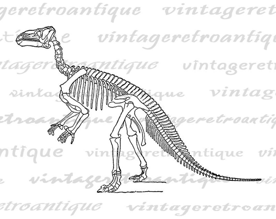 Printable Graphic Dinosaur Skeleton Download Image Digital | Etsy