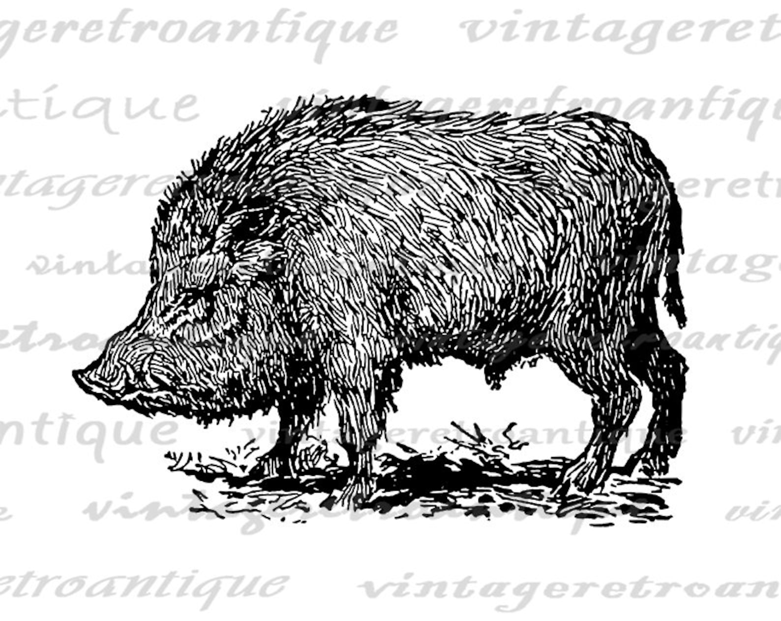 Printable Wild Boar Digital Image Antique Illustration Graphic Download ...