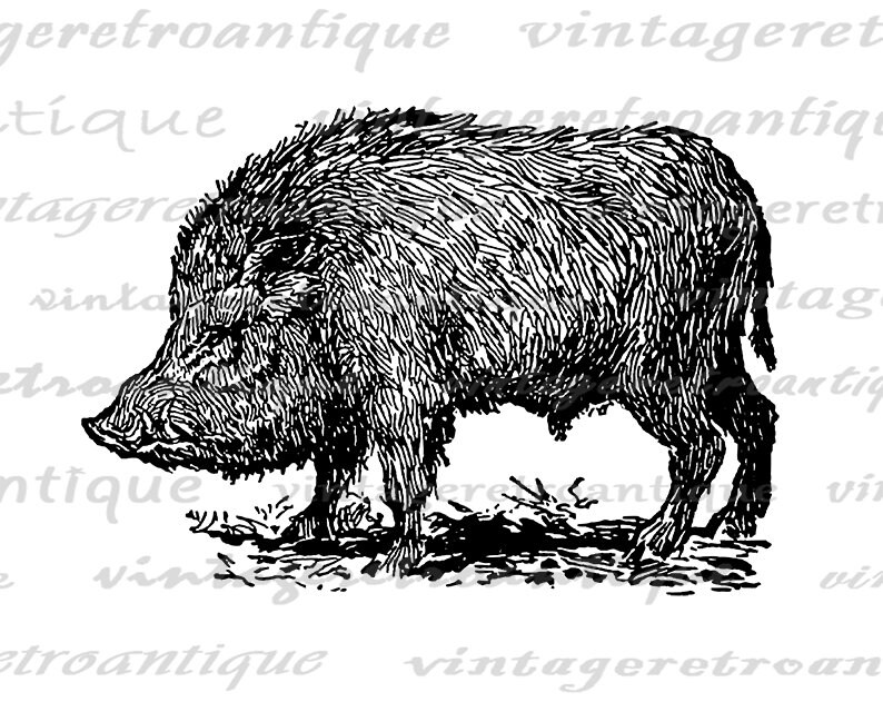 Printable Wild Boar Digital Image Antique Illustration Graphic Download ...