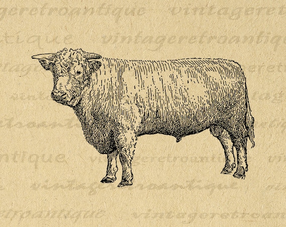Printable Bull Digital Image Download Antique Bull Cow | Etsy