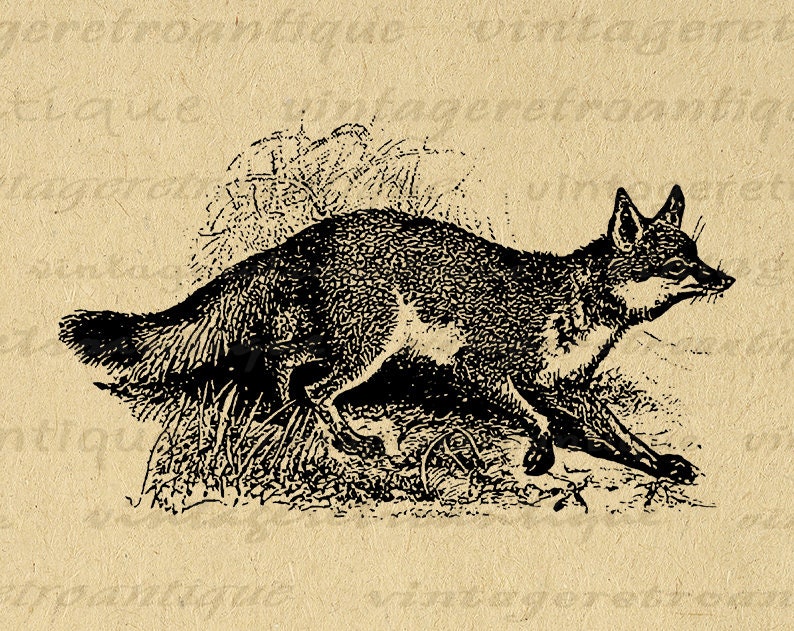 Gray Fox Digital Image Printable Vintage Fox Illustration Download ...