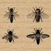 Printable Graphic Bee Collage Sheet Image Bees Digital Illustration ...
