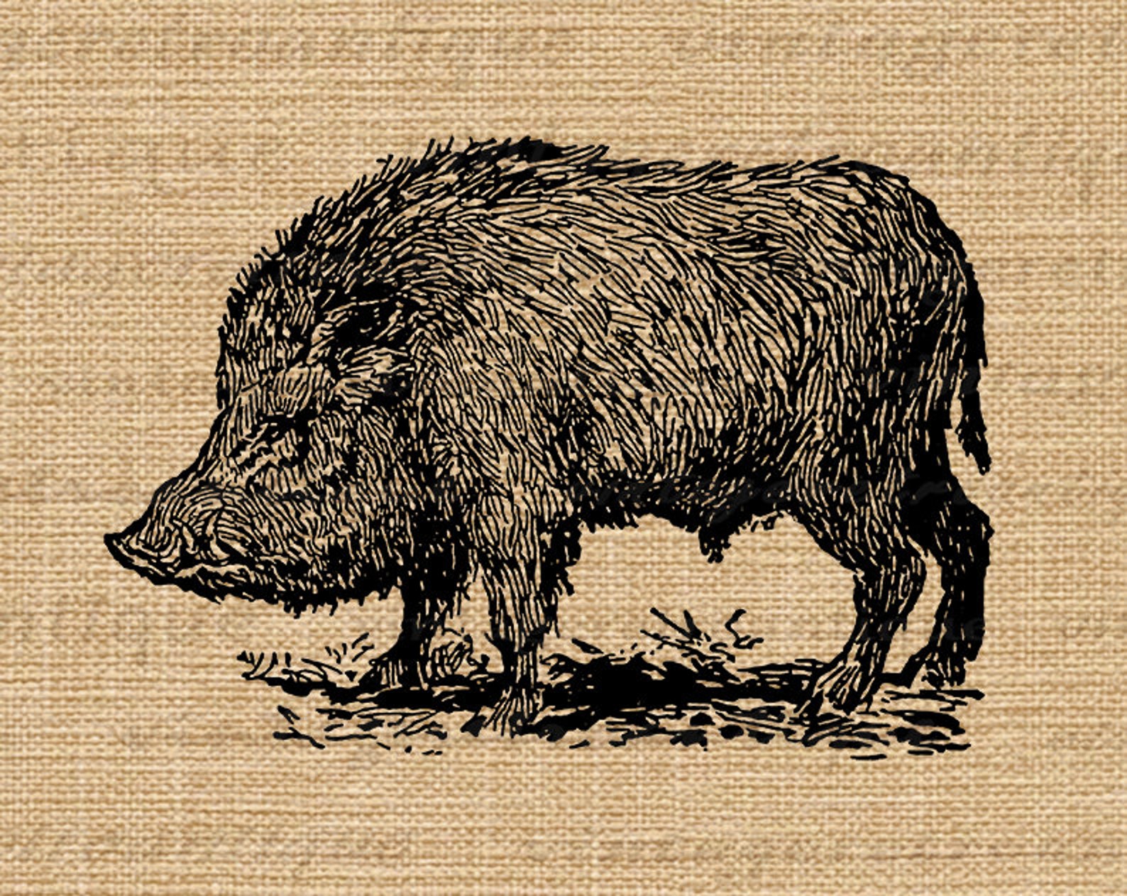 Printable Wild Boar Digital Image Antique Illustration Graphic - Etsy