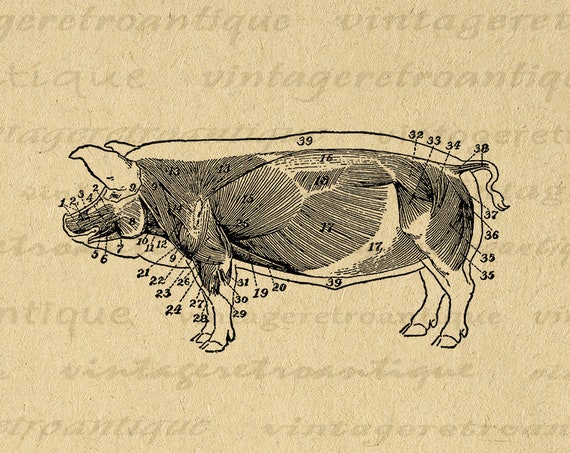 Printable Pig Diagram Digital Image Pig Graphic Illustration - Etsy