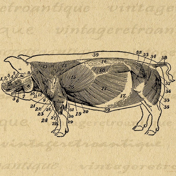 Pig Diagram - Etsy