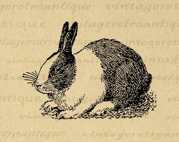 Cute Rabbit Printable Digital Download Bunny Graphic - Etsy