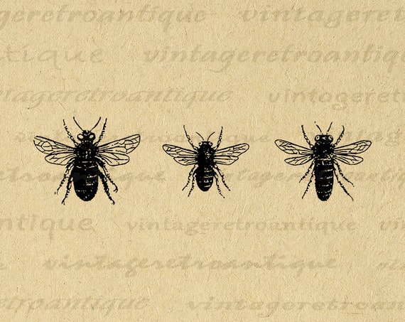Bees Printable Image Graphic Bee Illustration Download Digital - Etsy