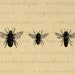 Bees Printable Image Graphic Bee Illustration Download Digital Vintage ...