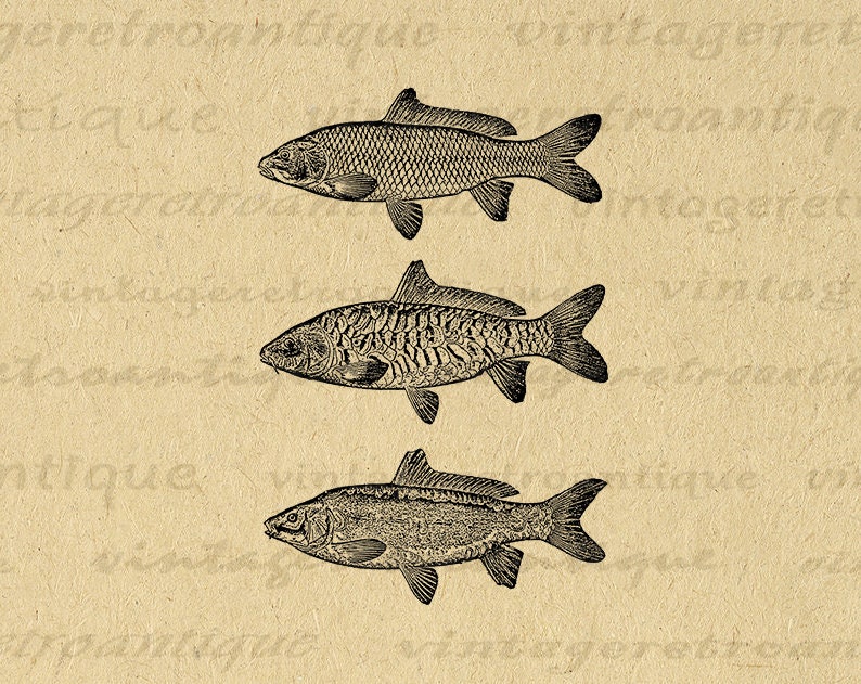Three Fish Digital Image Collage Sheet Graphic Download Antique Fish ...