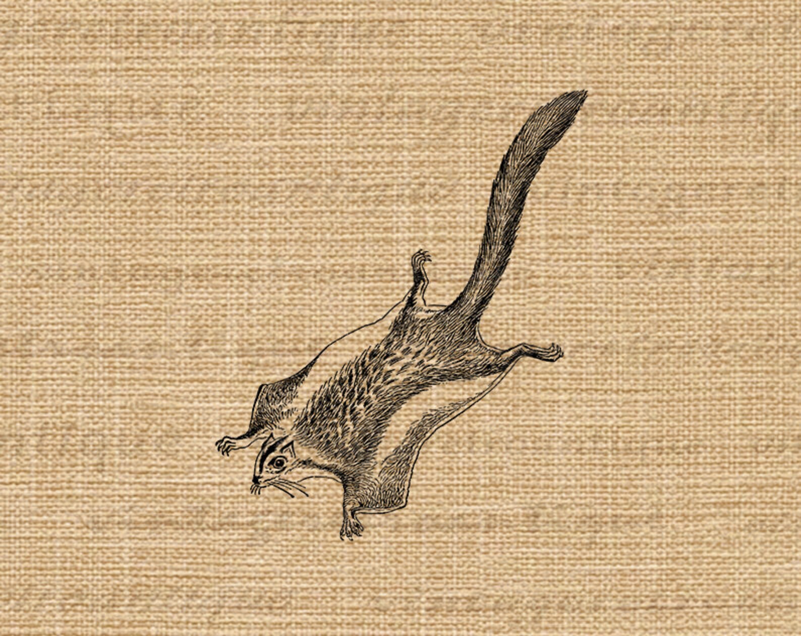 Digital Printable Flying Squirrel Image Graphic Download - Etsy