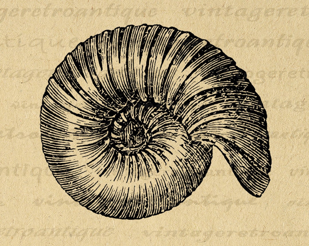 Digital Fossil Graphic Printable Ancient Download Shell Image Antique ...