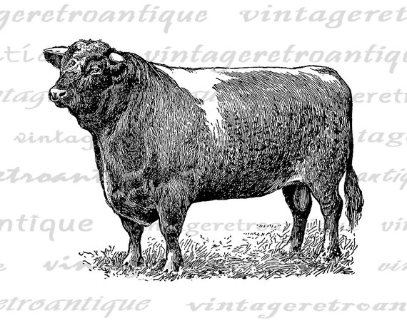 Vintagebeef Bubba Eating Rain