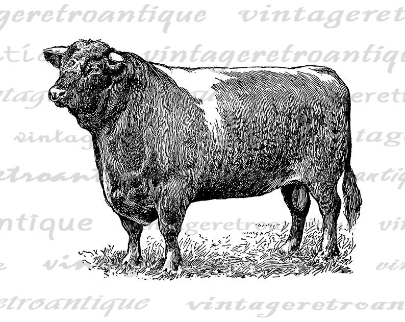 Printable Bull Graphic Download Antique Cow Bull Digital Image - Etsy UK