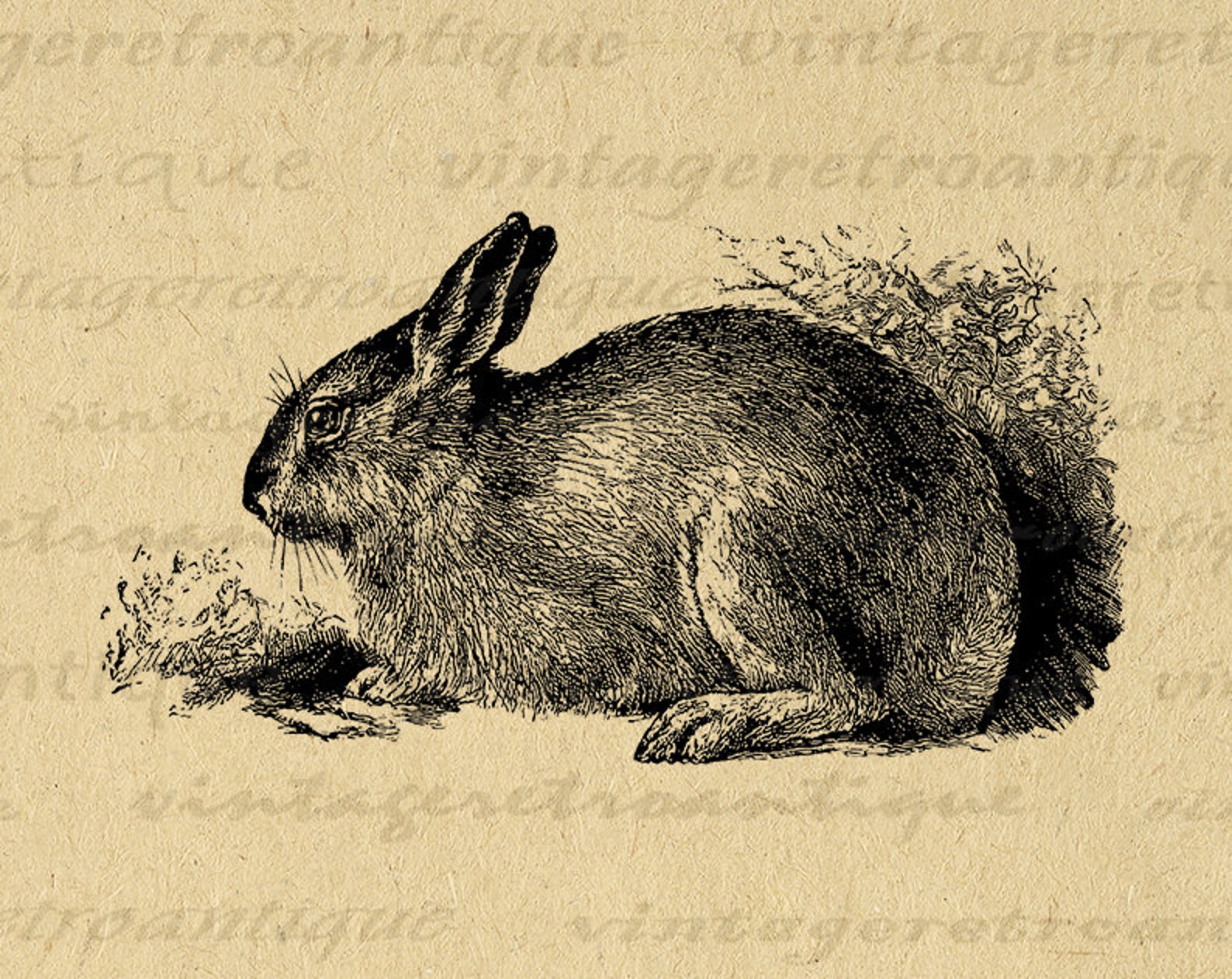 Printable Image Antique Rabbit Download Bunny Illustration - Etsy