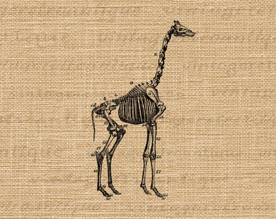 Giraffe Skeleton Image Printable Graphic Digital Animal Anatomy Art ...