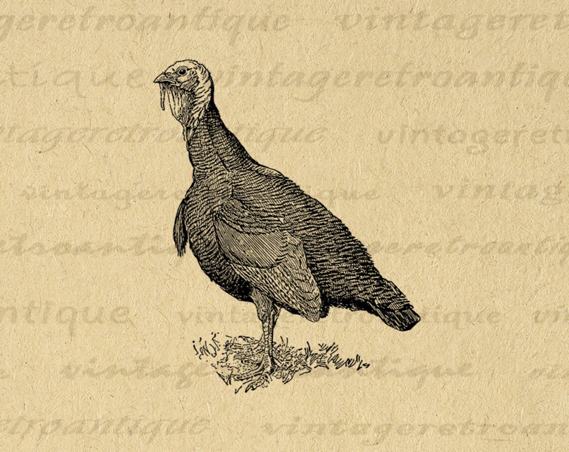 Wild Turkey Graphic Digital Printable Thanksgiving Animal - Etsy