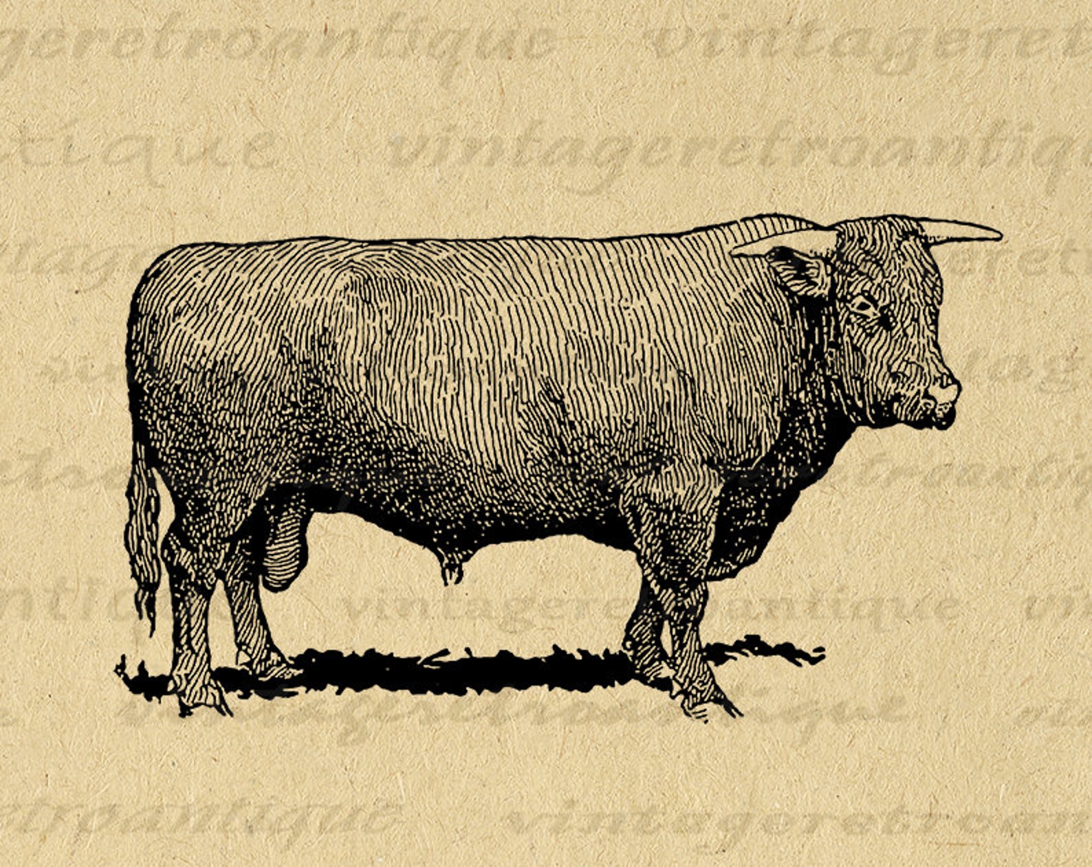 Printable Devon Bull Cow Digital Download Farm Animal Graphic Image ...