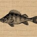 Printable Perch Fish Graphic Digital Download Fish Illustration Image ...