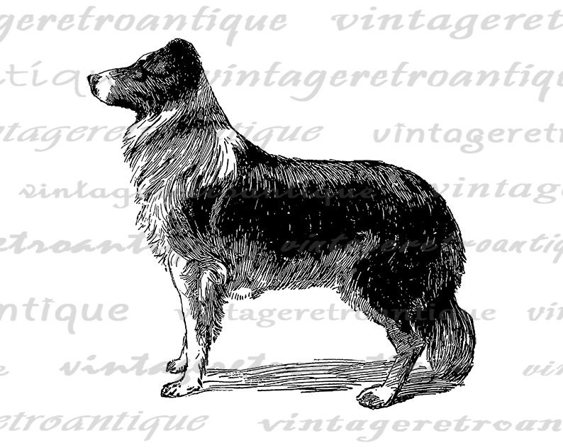 Collie Dog Image Digital Graphic Download Printable Animal - Etsy