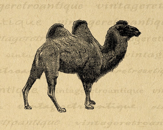 Digital Printable Camel Image Download Camel Illustration - Etsy