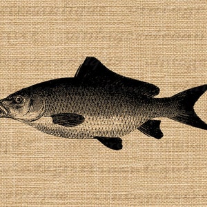 Carp Fish Graphic Digital Image Fish Download Fishing Themed Printable ...